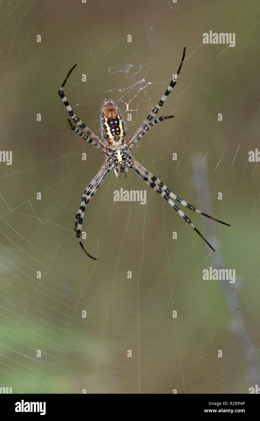 Banded orb weaver hi-res stock photography and images - Alamy