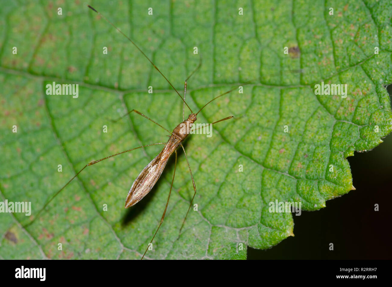 Stilt bug hi-res stock photography and images - Alamy