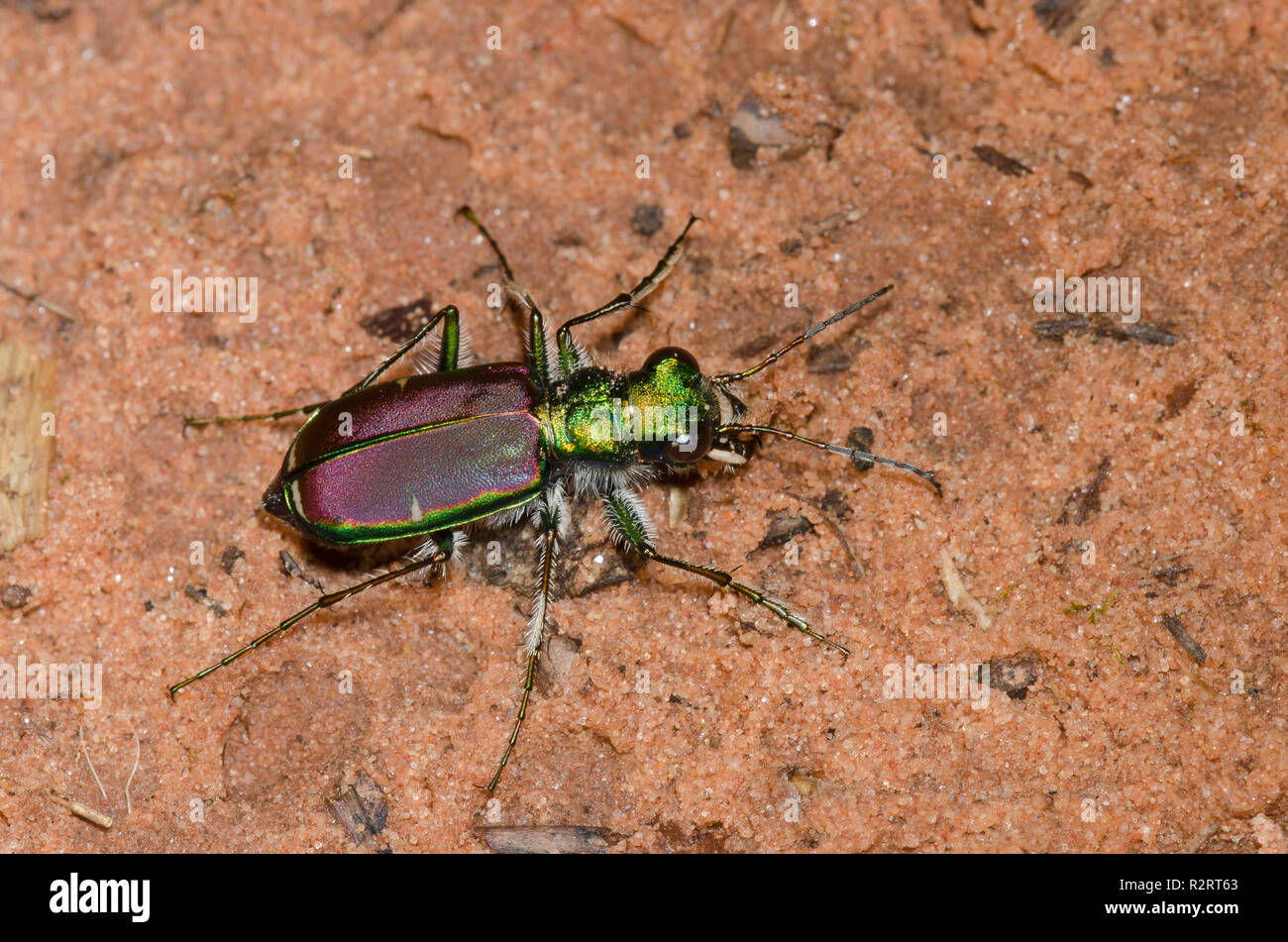 Splendid Tiger Beetle, Cicindela splendida Stock Photo - Alamy