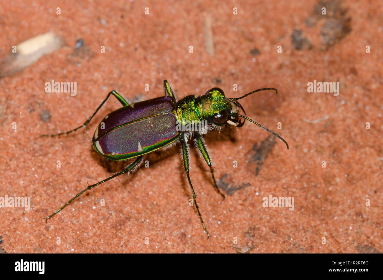 Splendid Tiger Beetle, Cicindela splendida Stock Photo - Alamy