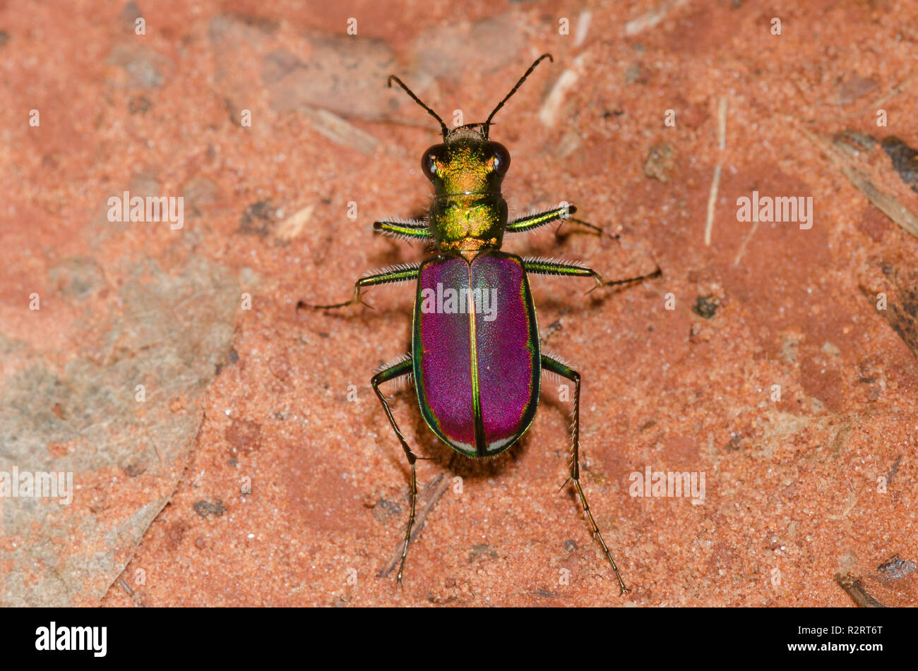 Splendid Tiger Beetle, Cicindela splendida Stock Photo - Alamy