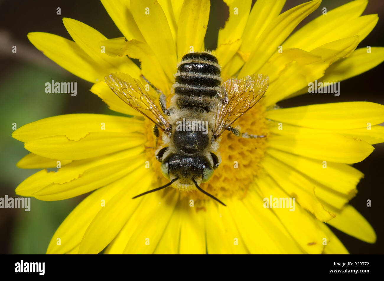 Leaf-cutter Bee, Megachile sp., foraging on yellow composite flower ...