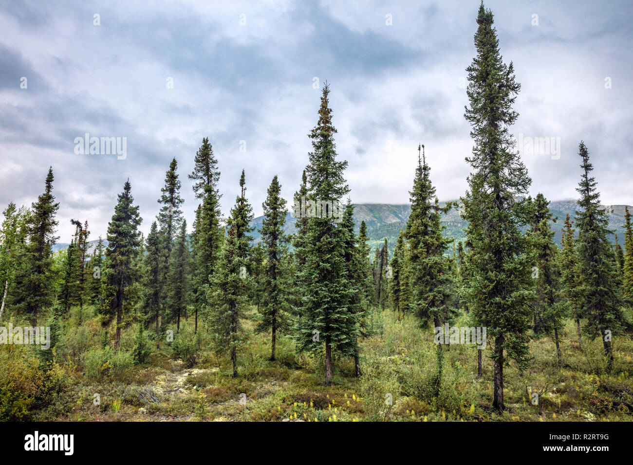 Scenic view from a trail in Coldfoot, Alaska, USA. The area is covered ...