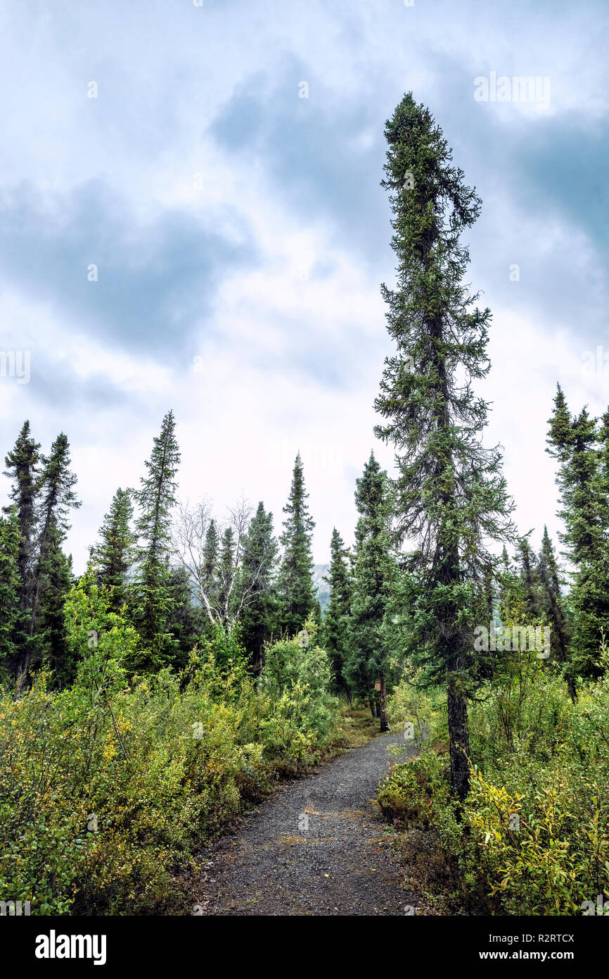 Scenic view from a trail in Coldfoot, Alaska, USA. The area is covered ...