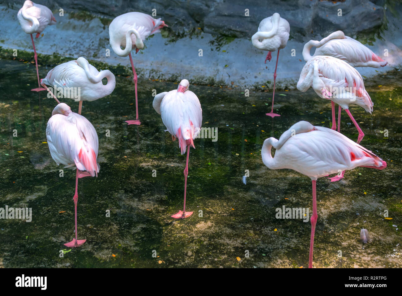 Rainforest animals together hi-res stock photography and images - Alamy