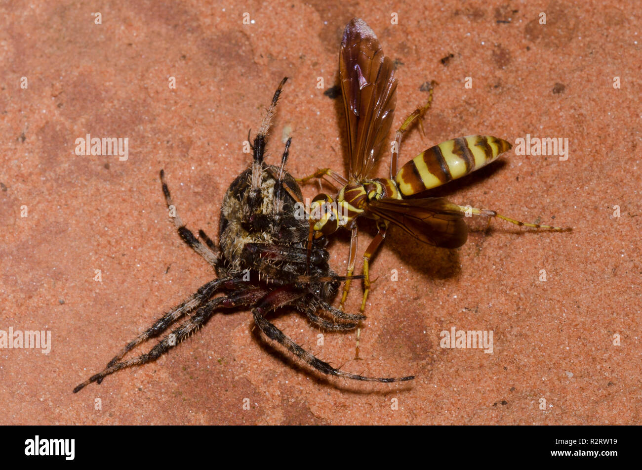 Spider Wasp, Poecilopompilus interruptus, female dragging paralyzed ...
