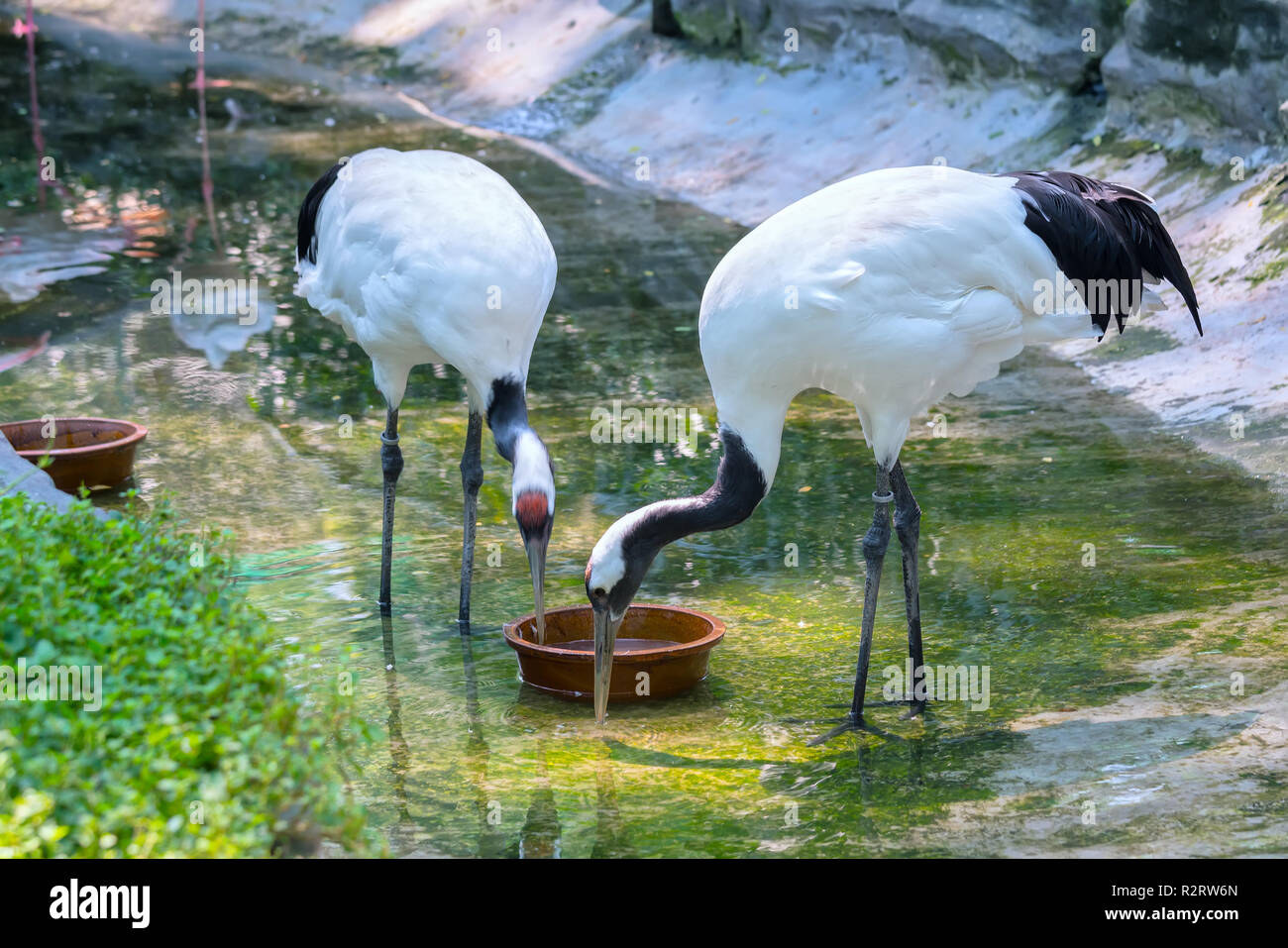 Japanese cranes in the wildlife sanctuary. They are the second largest ...