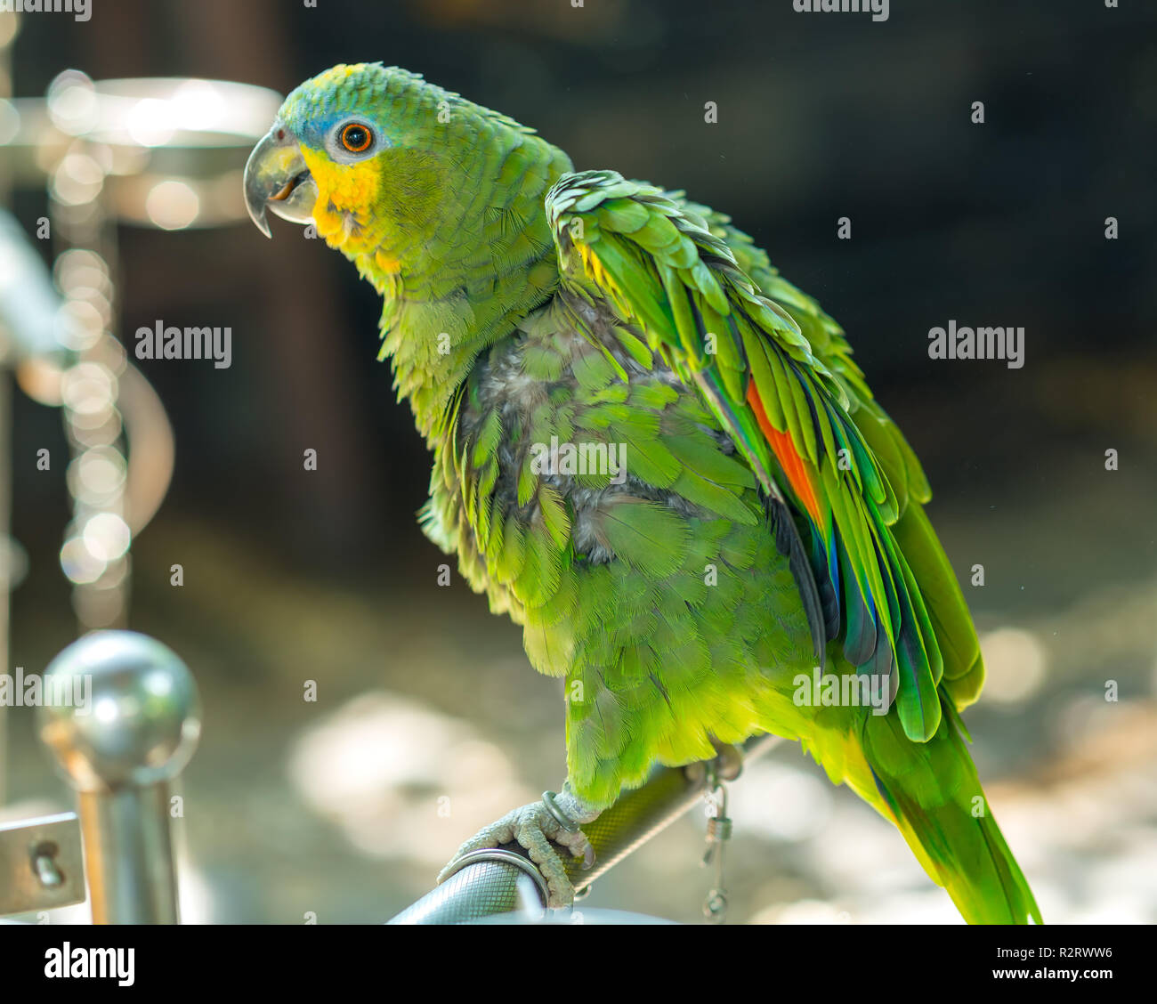 Turtle dove pattern hi-res stock photography and images - Alamy