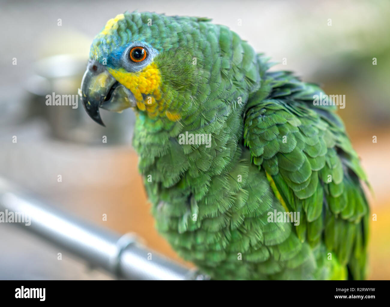 Turtle talking hi-res stock photography and images - Alamy