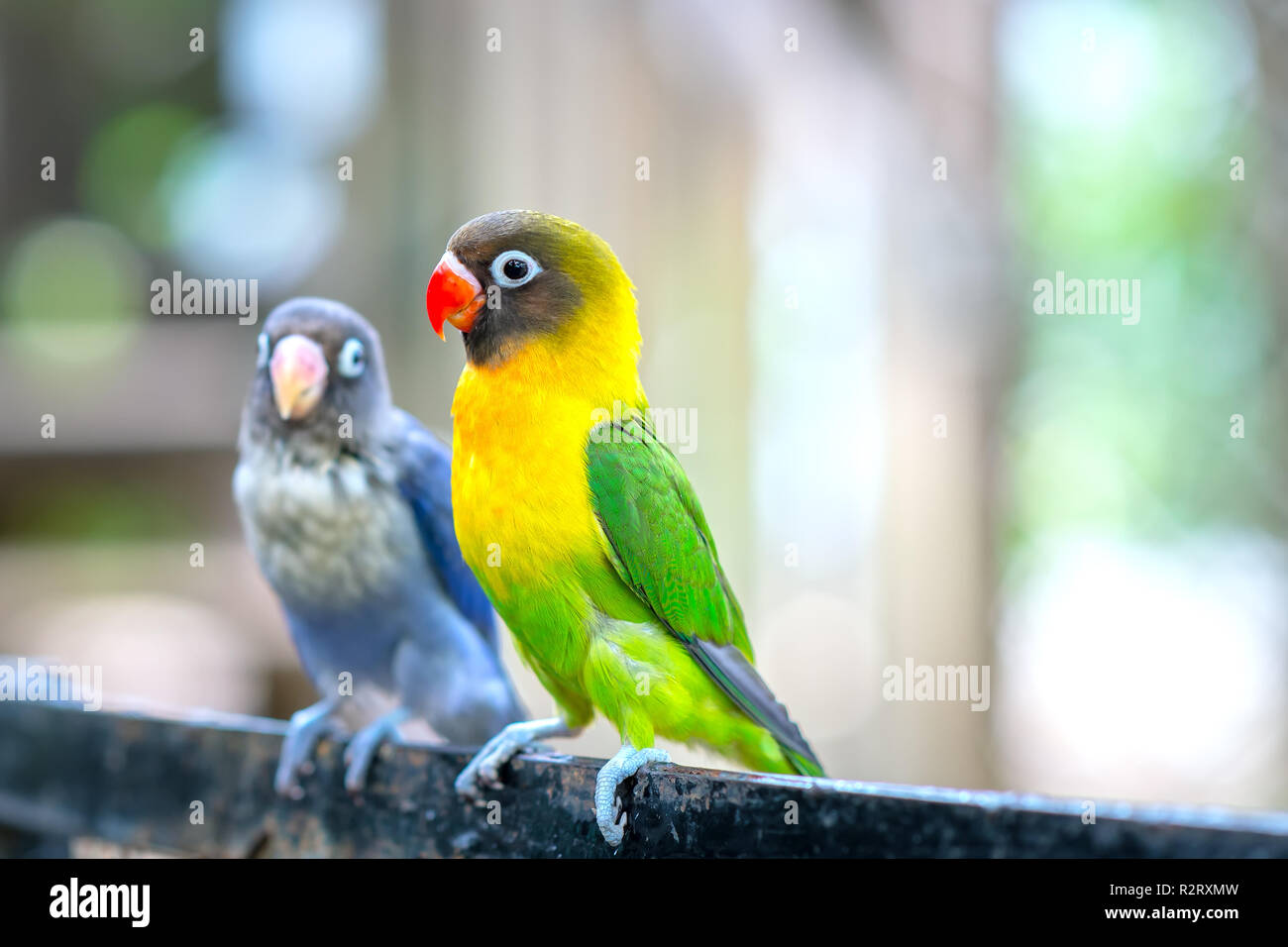 Parrot bird cooperation hi-res stock photography and images - Alamy