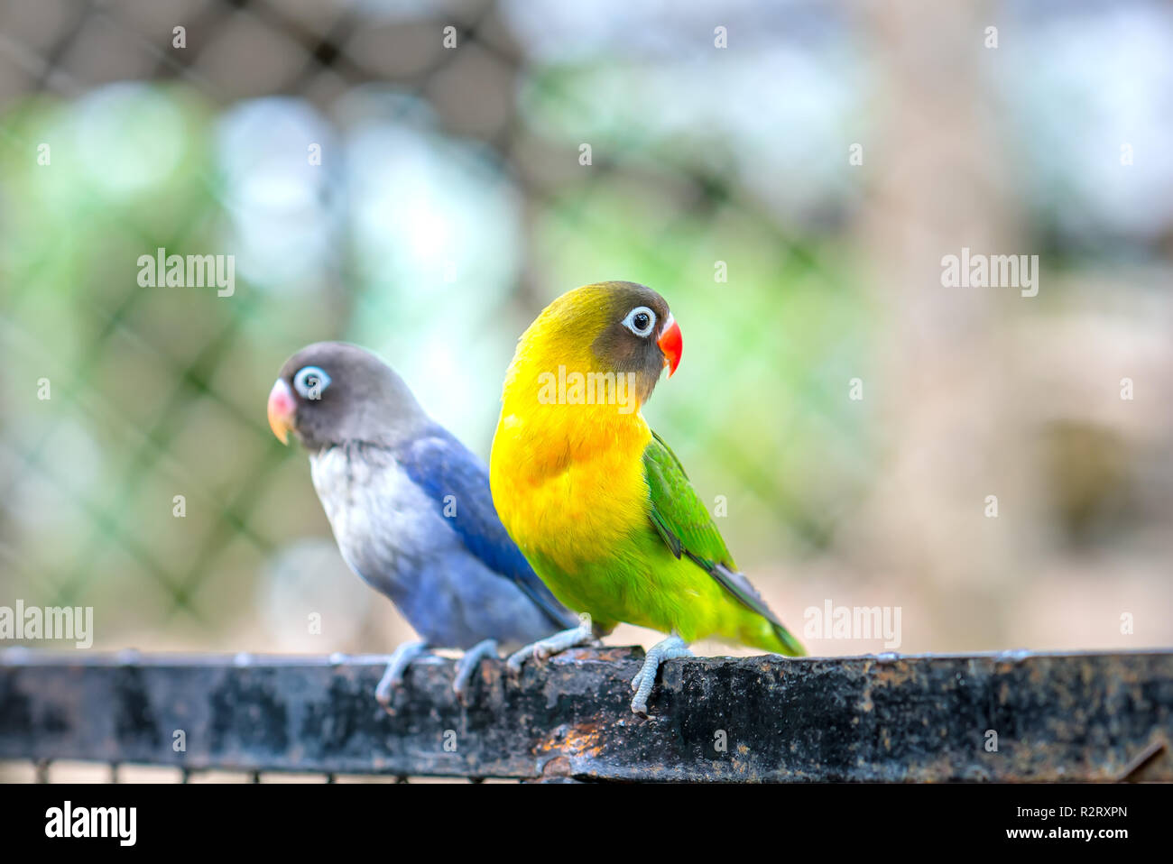 Lovebird parrots sitting together. This birds lives in the forest and ...
