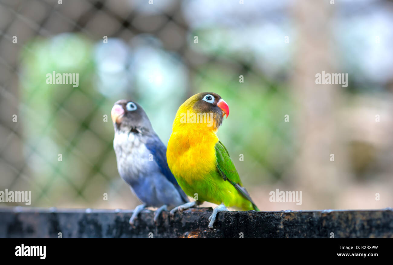 Parrot bird cooperation hi-res stock photography and images - Alamy