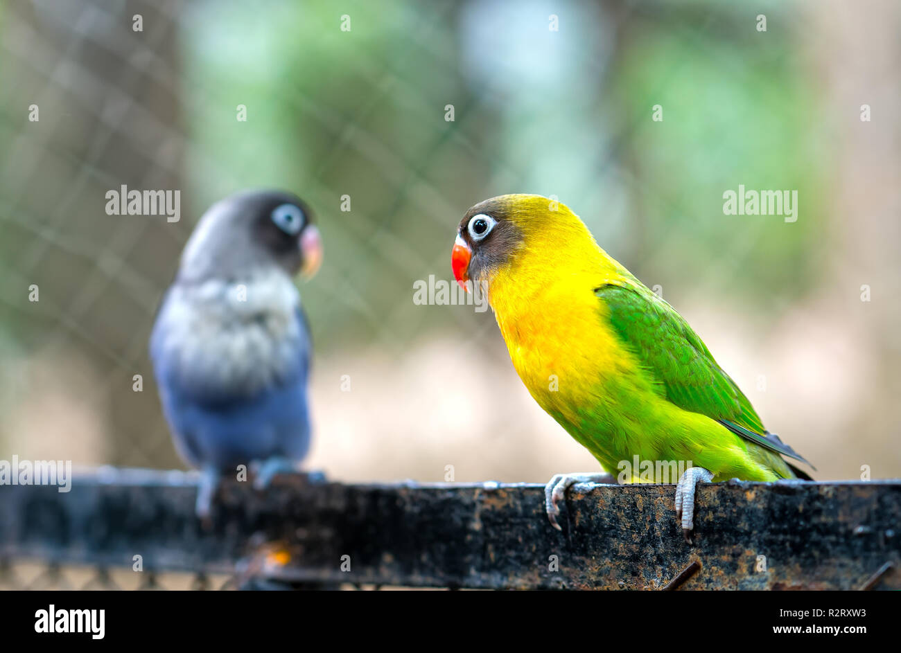 Amazon Parrots High Resolution Stock Photography and Images - Alamy