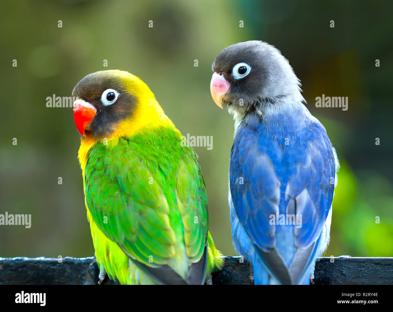 Parrot bird cooperation hi-res stock photography and images - Alamy
