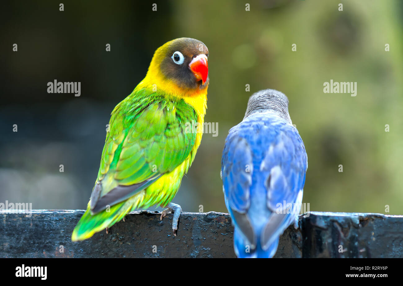 Lovebird parrots sitting together. This birds lives in the forest and ...