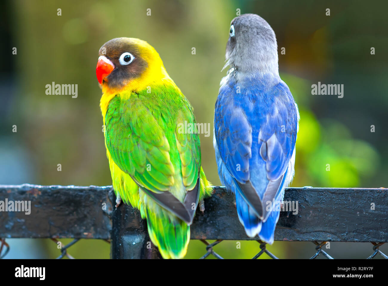 Parrot bird cooperation hi-res stock photography and images - Alamy
