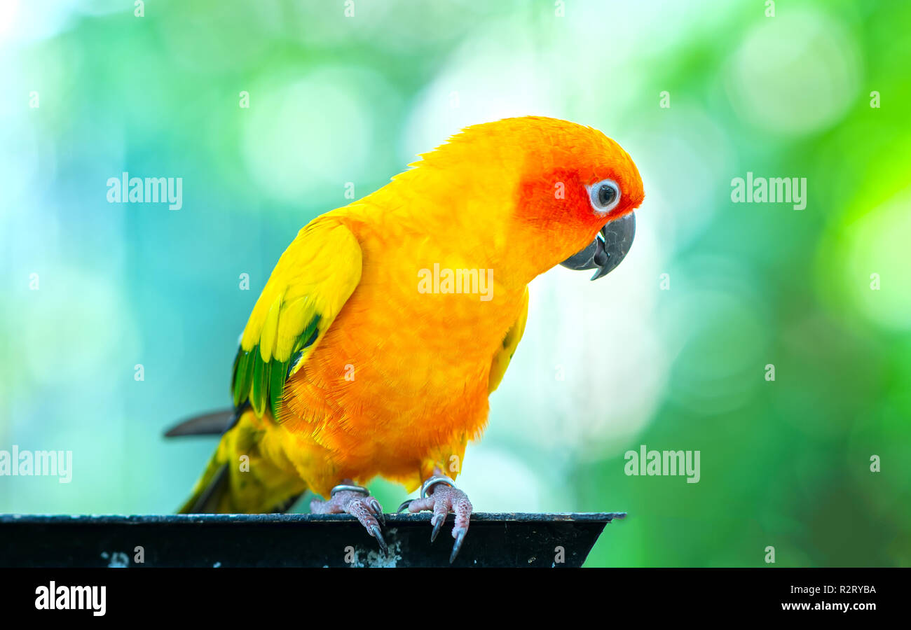 Amazon belgium hi-res stock photography and images - Alamy