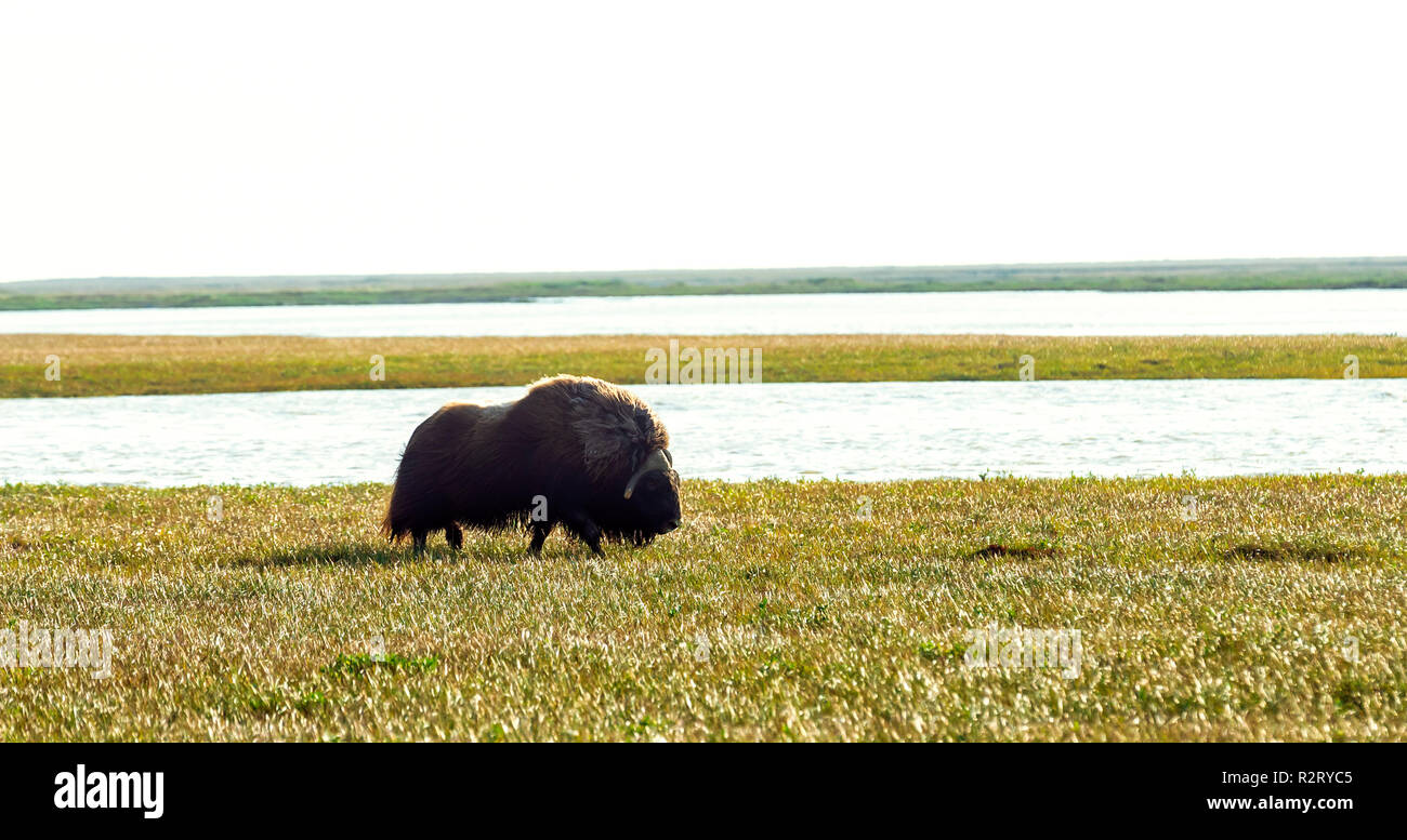 A view of a musk ox on the Arctic Plain along the Dalton Highway in ...