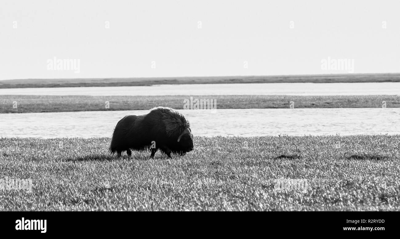 A view of a musk ox on the Arctic Plain along the Dalton Highway in ...