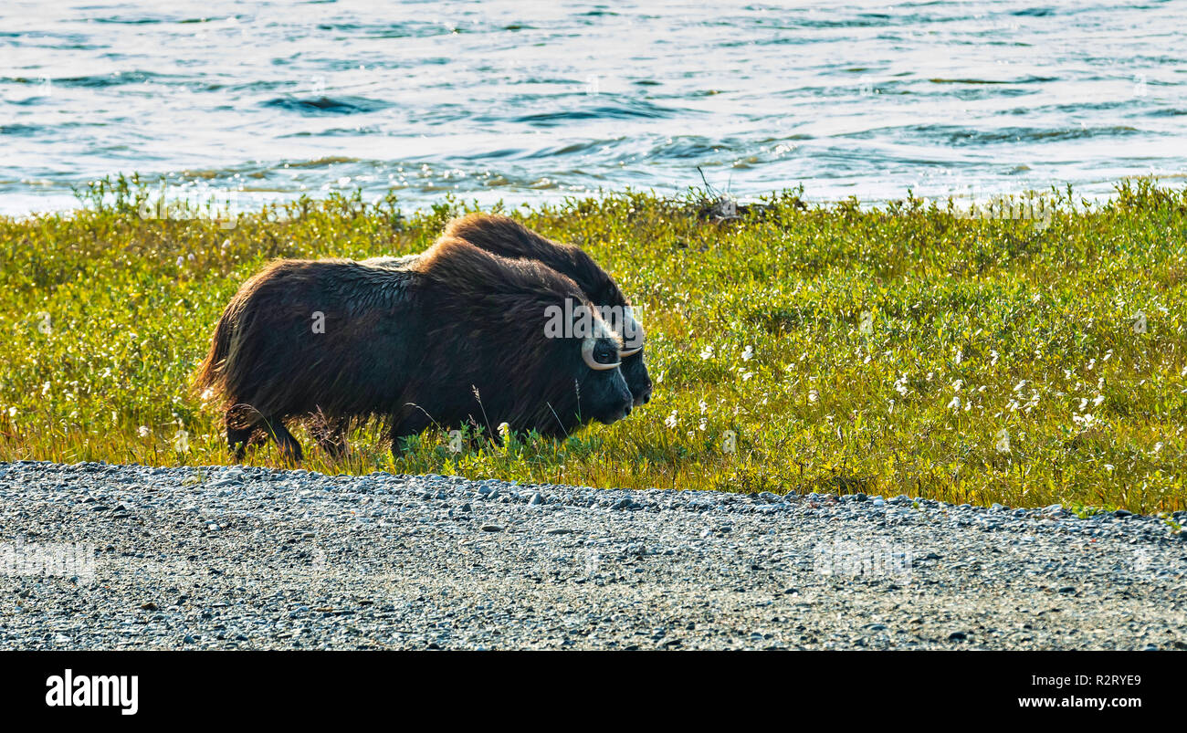 Musk oxen alaska hi-res stock photography and images - Alamy