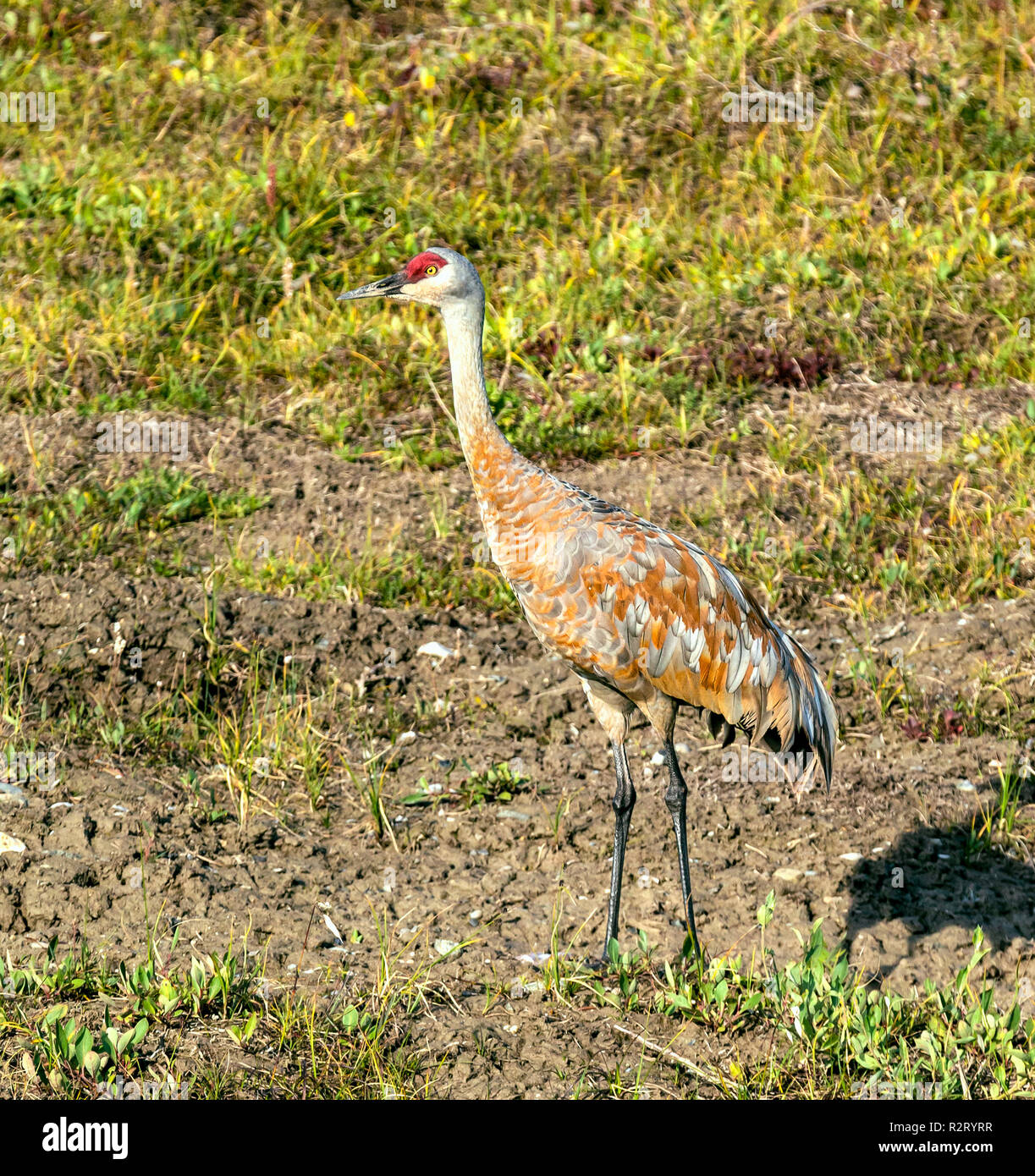 Arctic sandhill crane hi-res stock photography and images - Alamy