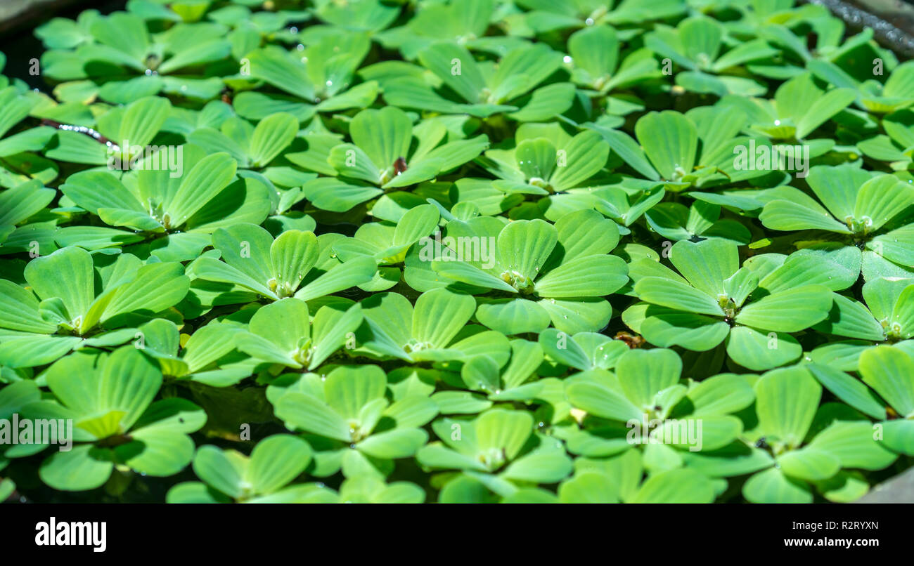 Pistia plants on the water shoot with narrow focus. This is the genus ...