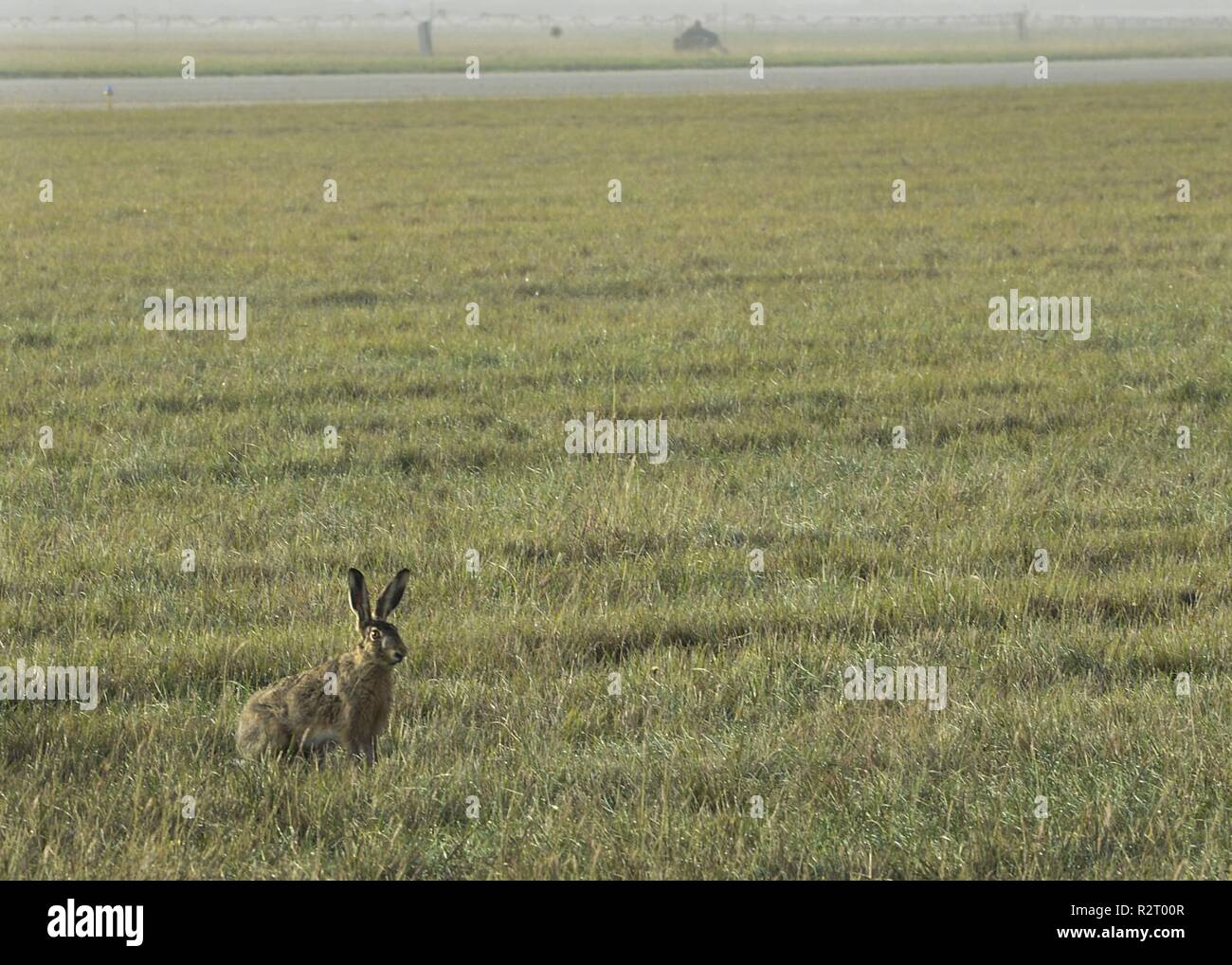 Rabbit plague hi-res stock photography and images - Alamy
