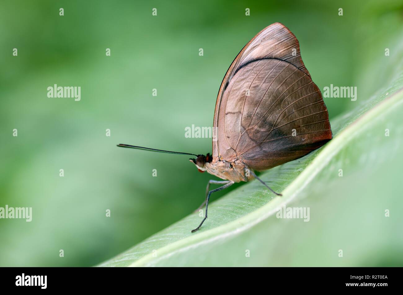 Dormant butterfly hi-res stock photography and images - Alamy