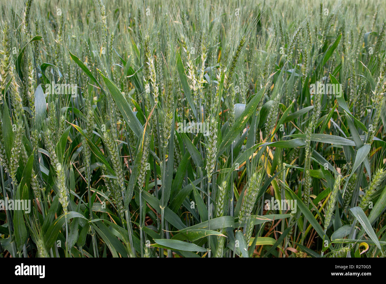 Barley growing hi-res stock photography and images - Alamy