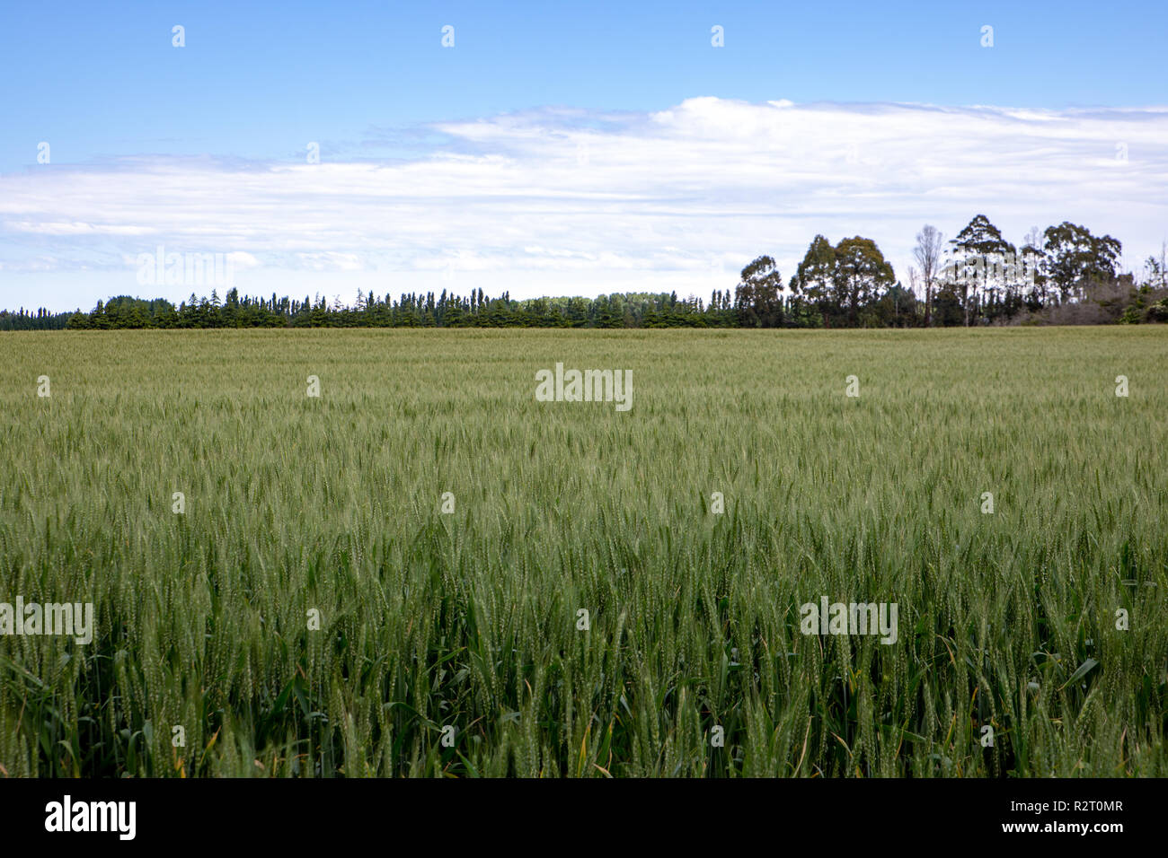 Barley growing in a rural field in Canterbury, New Zealand Stock Photo ...