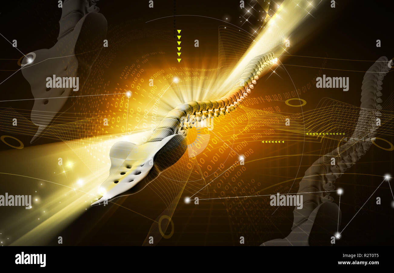 Pelvic rib hi-res stock photography and images - Alamy