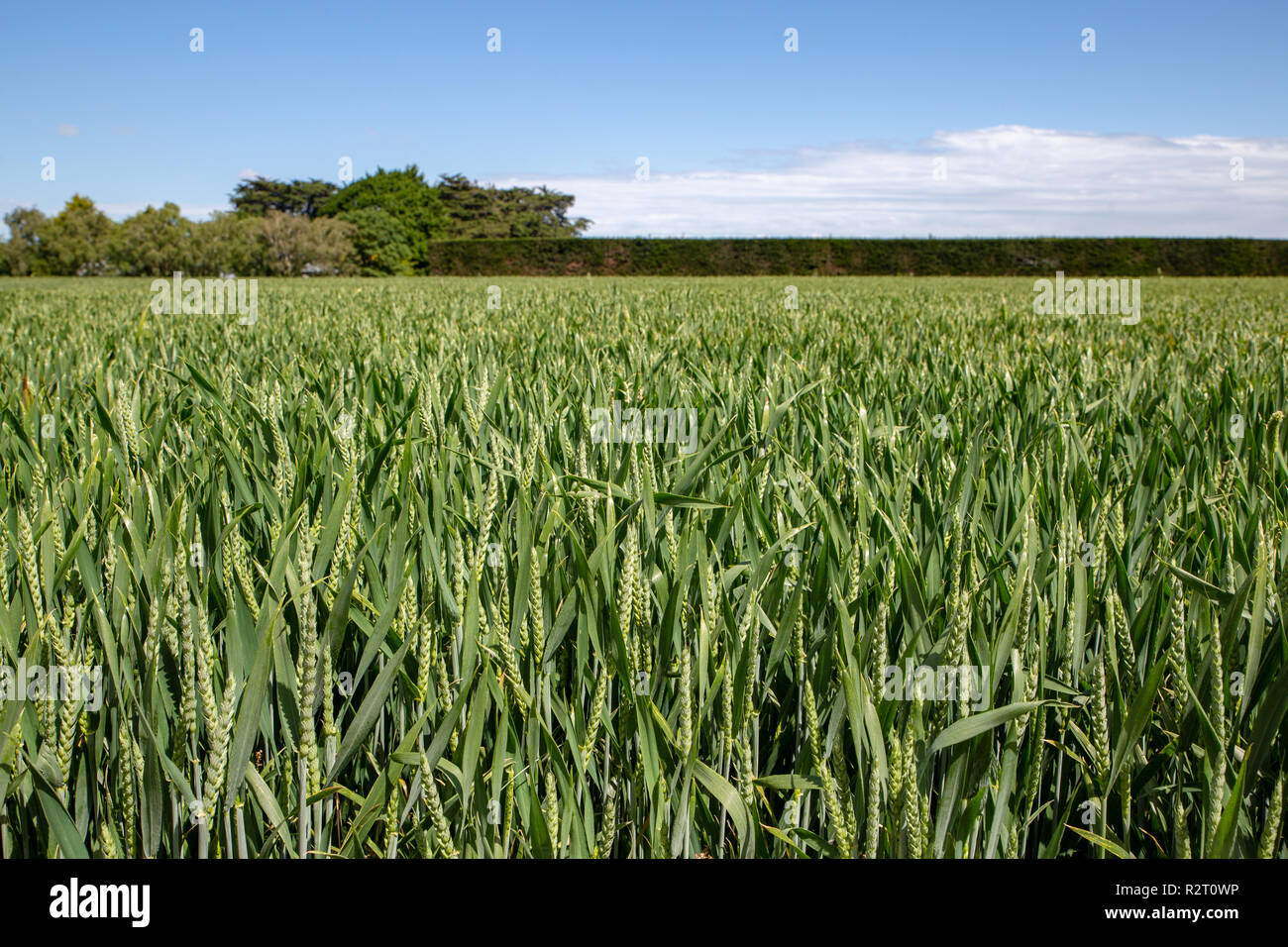 Wheat growing in a field on a crop farm in Canterbury, New Zealand ...