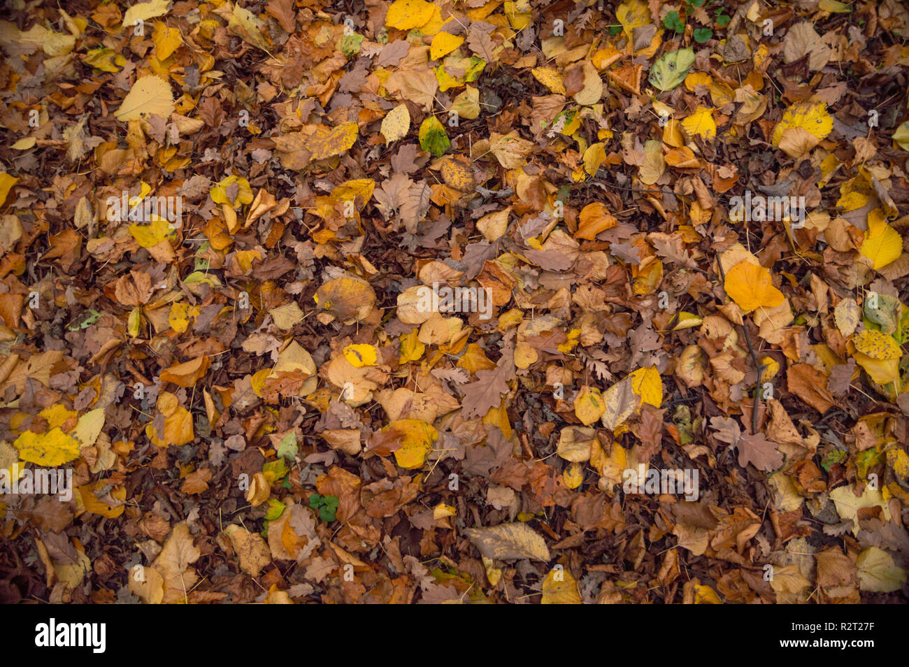 Covered with dead leaves hi-res stock photography and images - Alamy