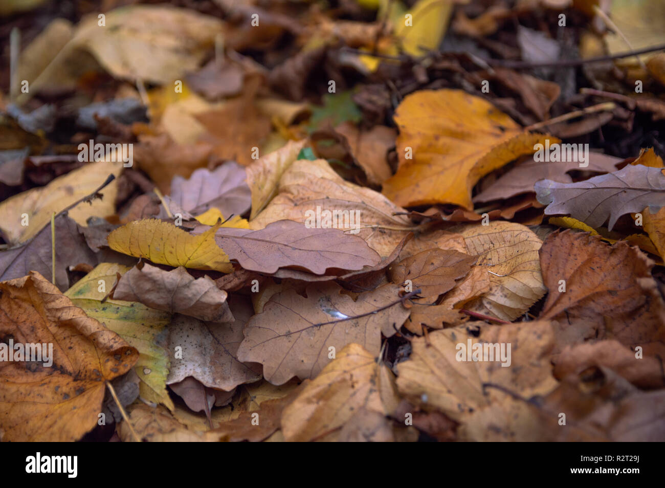 An image of the forest floor covered in dead leaves in autumn Stock ...