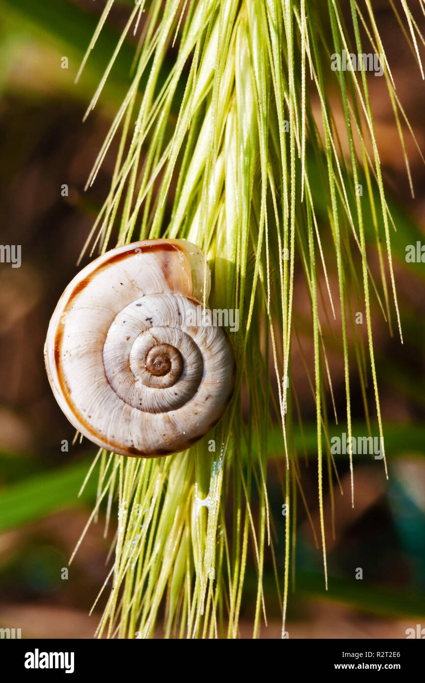 Ear snail hi-res stock photography and images - Alamy