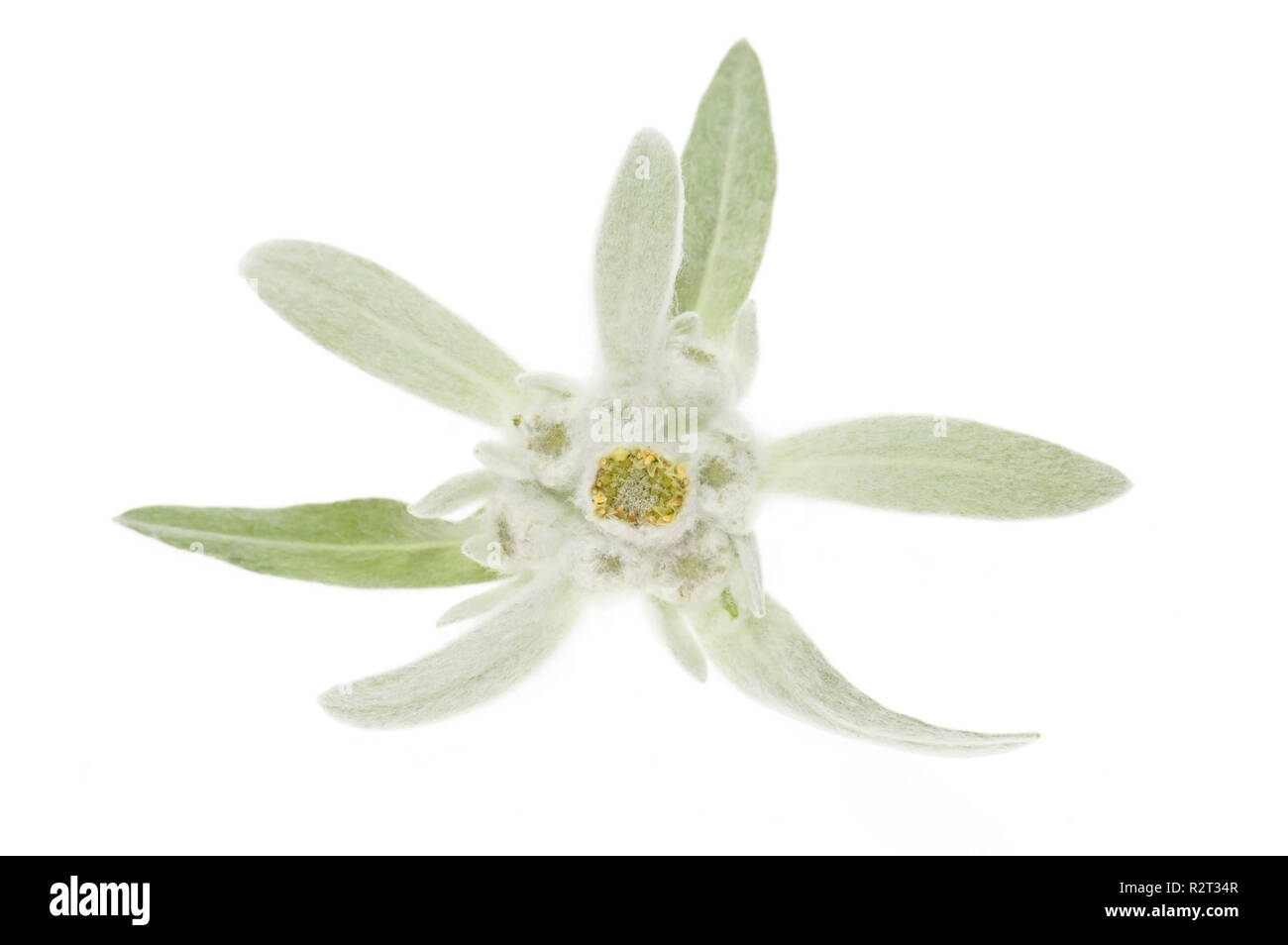 Alpine rock flower Cut Out Stock Images & Pictures - Alamy