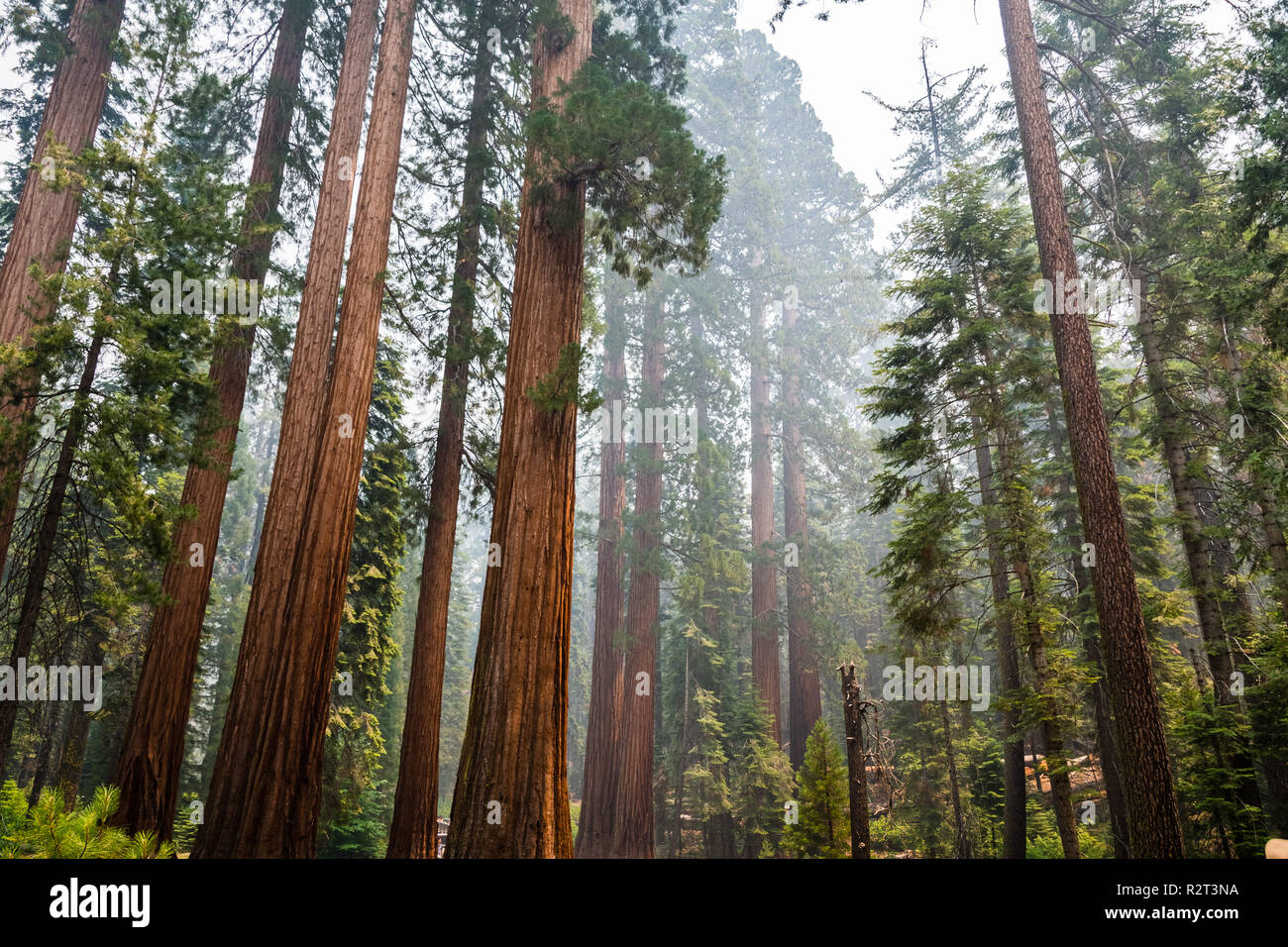Giant Sequoia trees in Mariposa Grove, Yosemite National Park ...