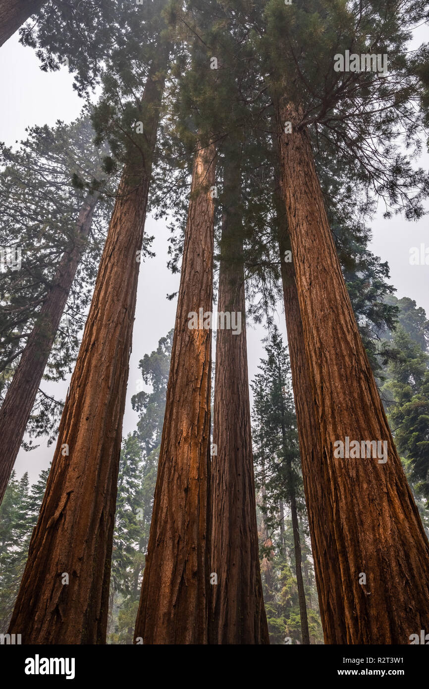 Giant sequoia sequoiadendron giganteum mariposa hi-res stock ...