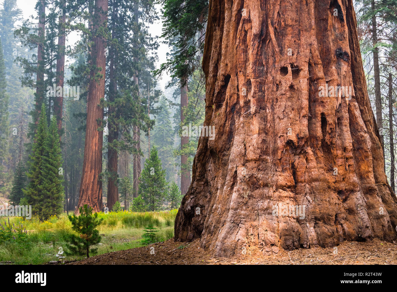 Giant sequoia sequoiadendron giganteum mariposa hi-res stock ...