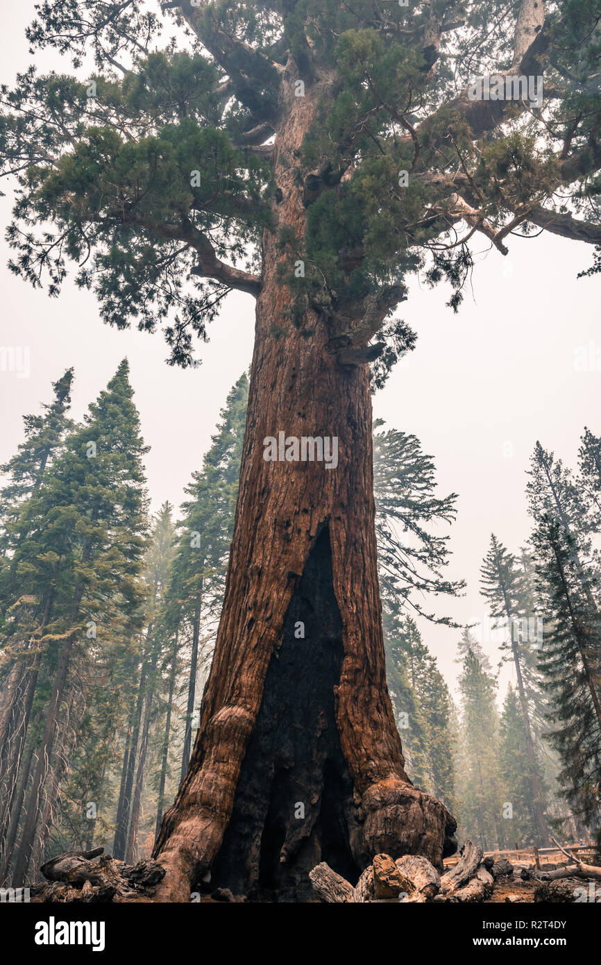 Giant sequoia sequoiadendron giganteum mariposa hi-res stock ...