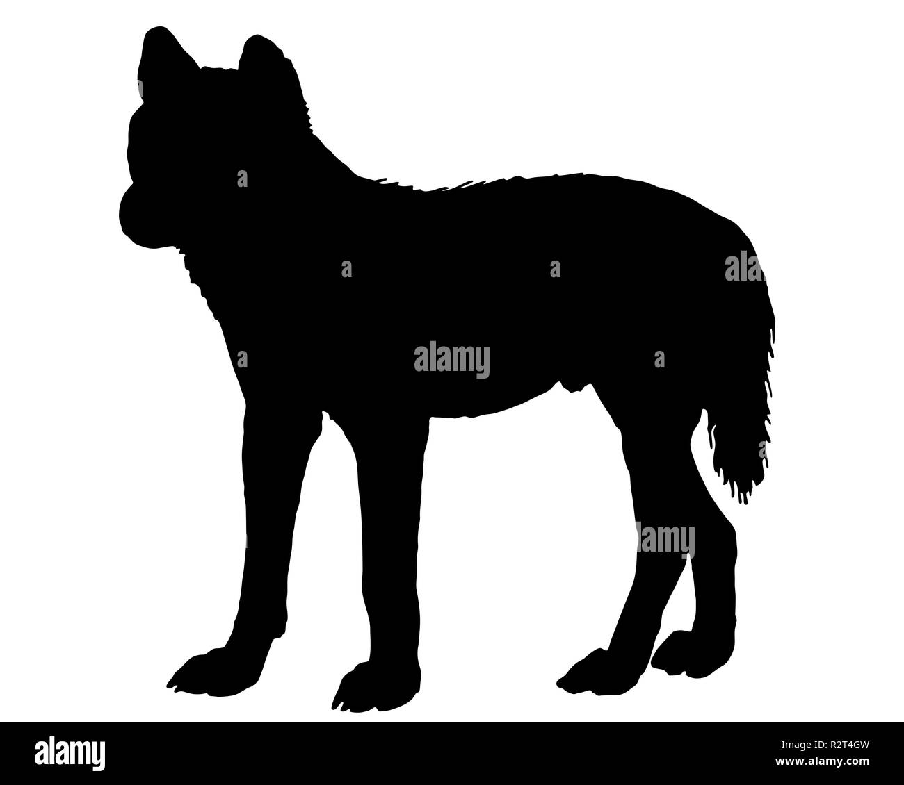 Black dingo hi-res stock photography and images - Alamy