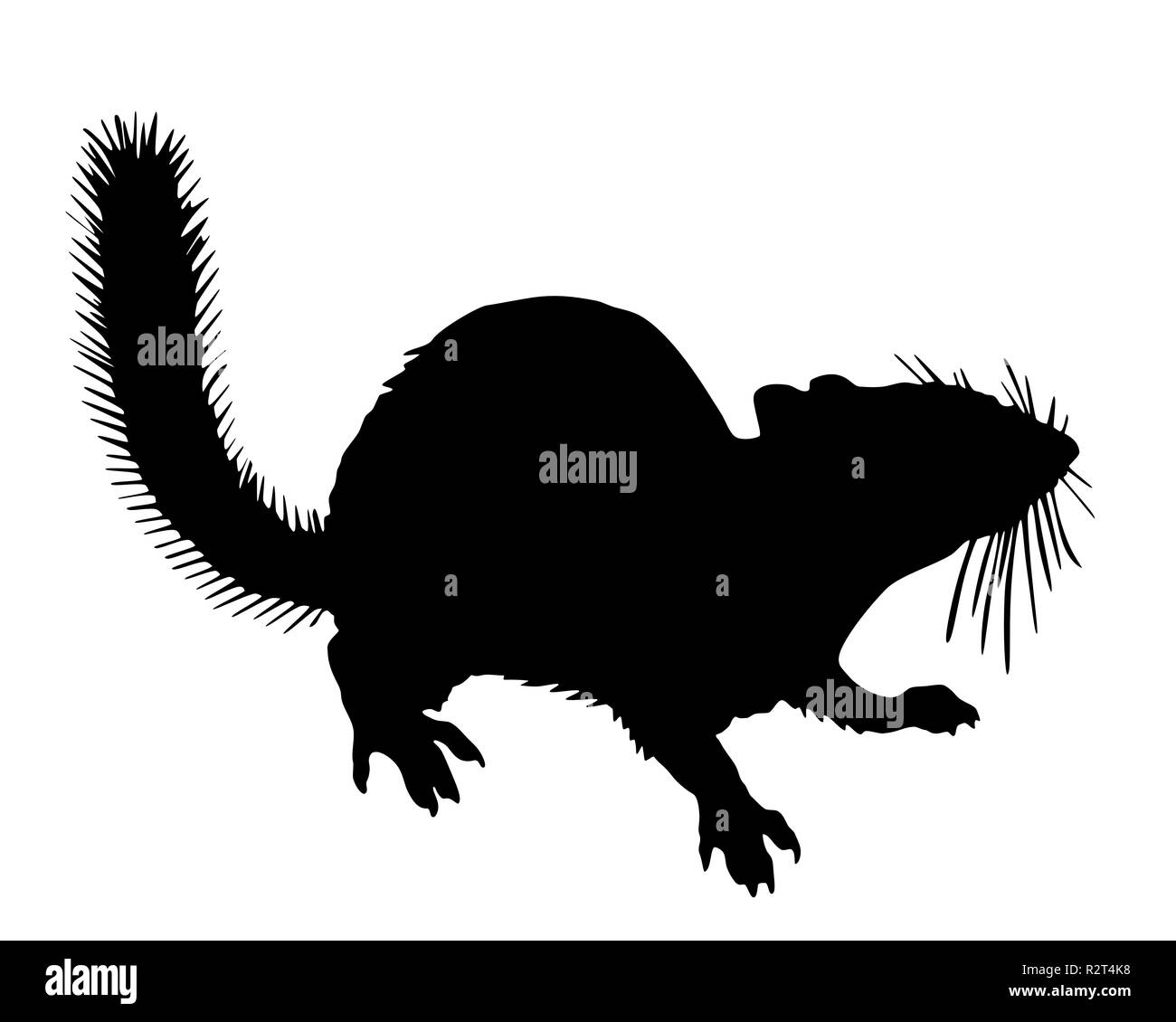 Black chipmunk Cut Out Stock Images & Pictures - Alamy