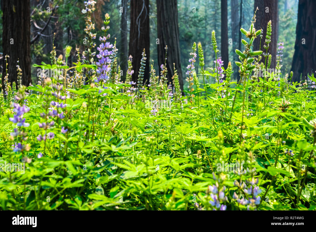 Purple lupinus hi-res stock photography and images - Alamy