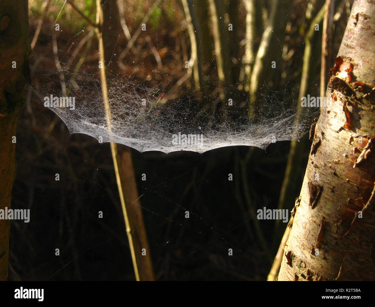Indian spiders hi-res stock photography and images - Alamy