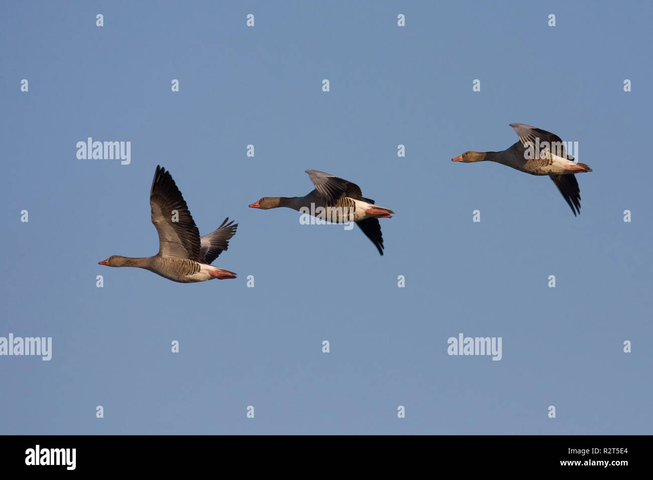 Formation brant goose hi-res stock photography and images - Alamy