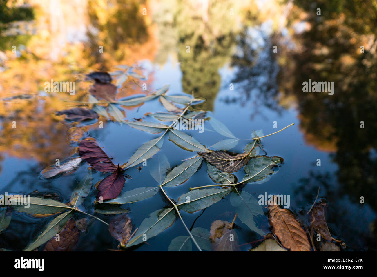 Fall leaves settle in a pond in Madrid Spain park Stock Photo - Alamy