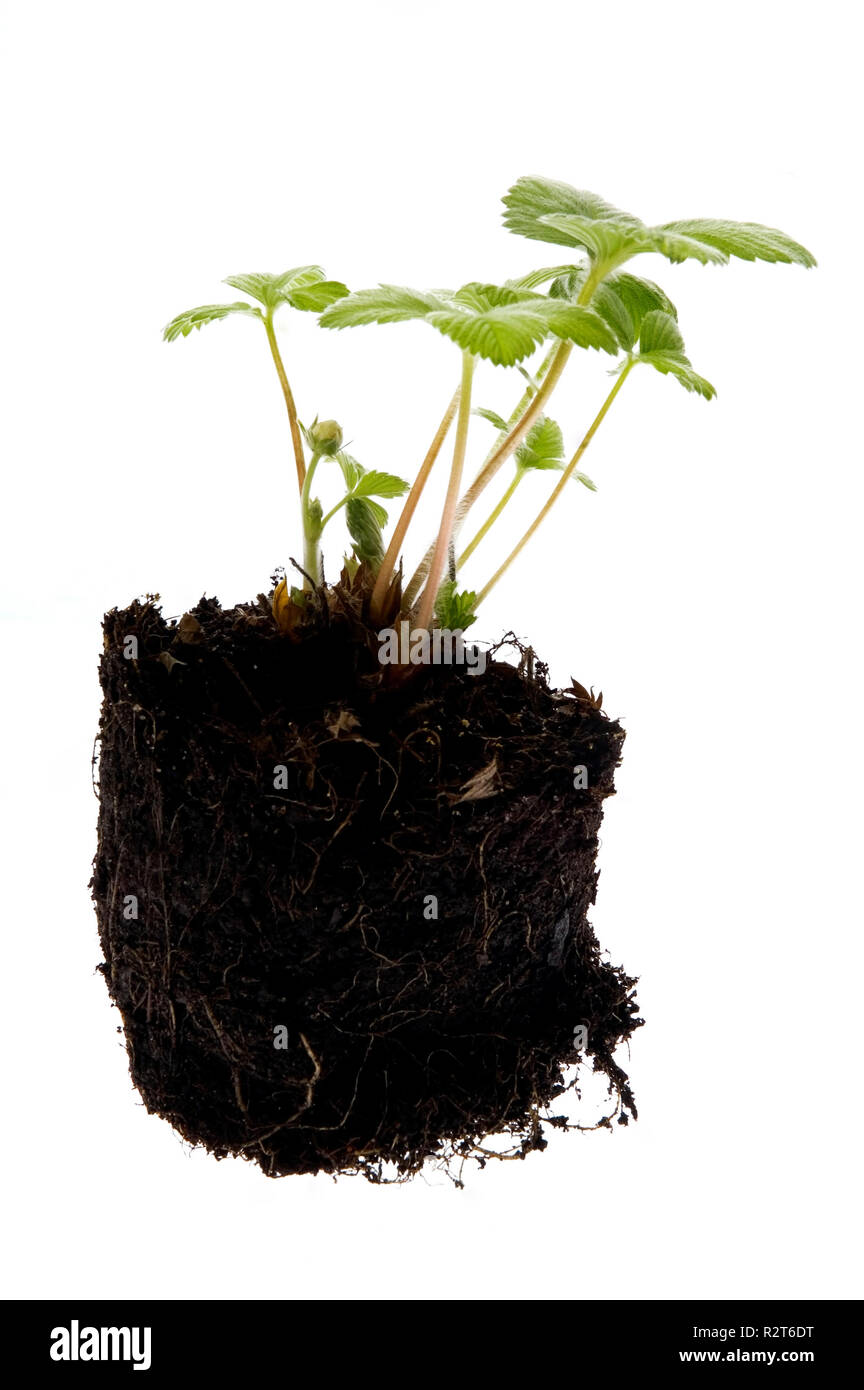 Strawberry Plant Roots High Resolution Stock Photography and Images - Alamy