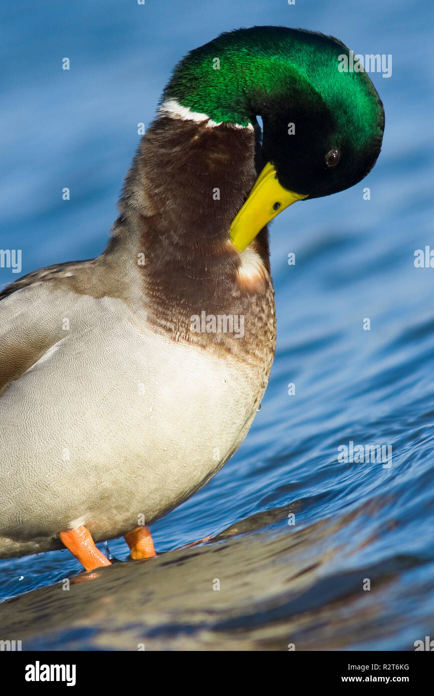 Green iridescent duck plumage hi-res stock photography and images - Alamy