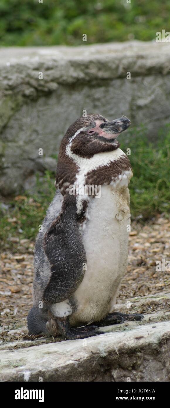 Penguin look camera hi-res stock photography and images - Alamy
