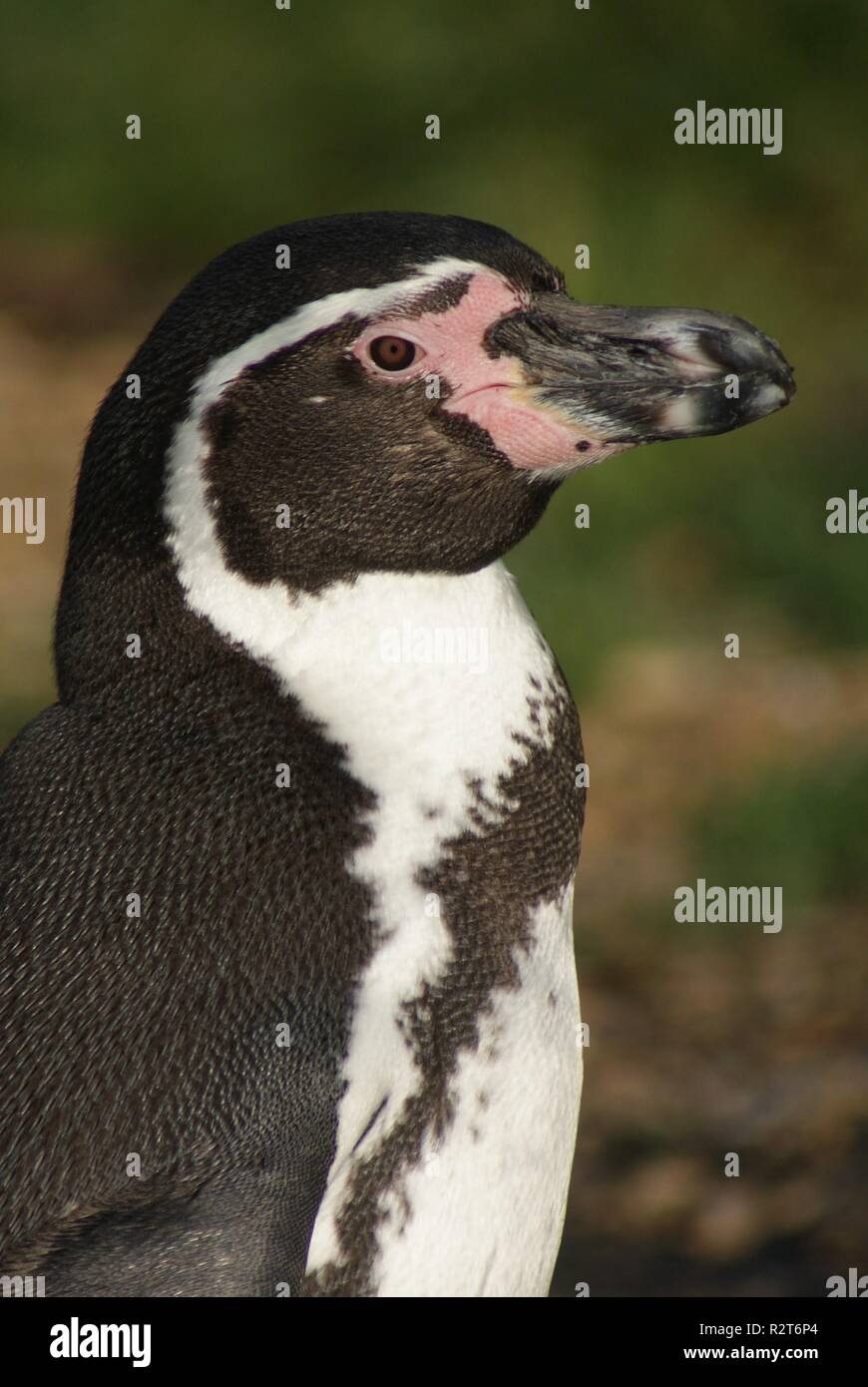 Penguin look camera hi-res stock photography and images - Alamy